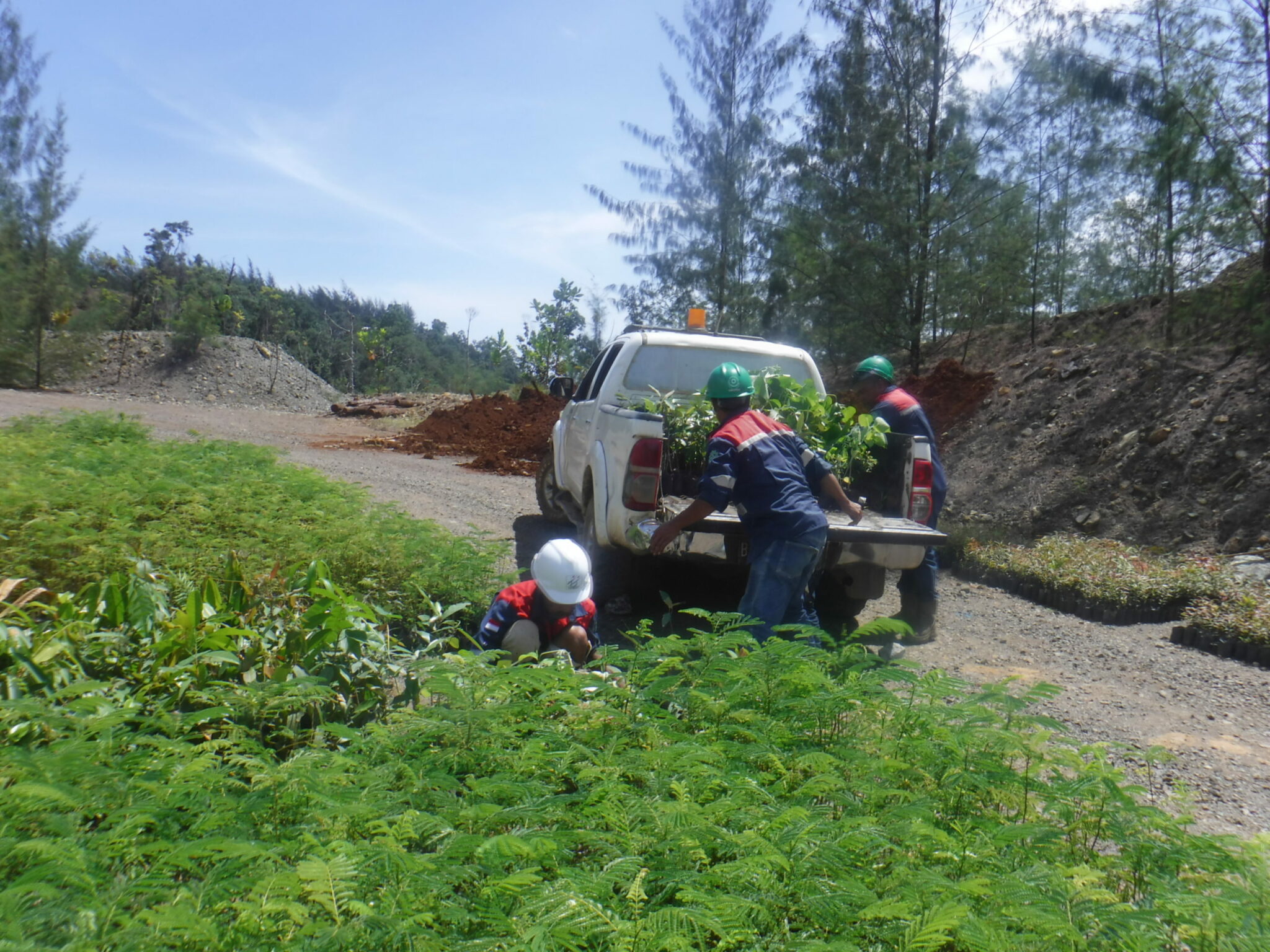 Reklamasi Lahan Tambang Oleh Gunung Mas Group – PT Gunung Mas Group
